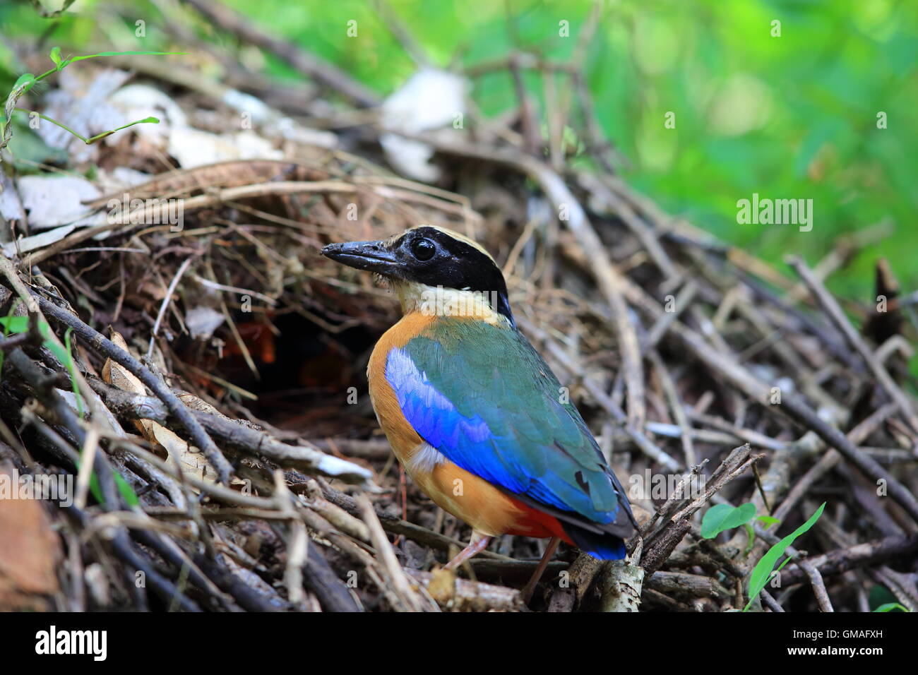 Blue-winged pitta (Pitta moluccensis) nesting in Kaengkrachan National ...