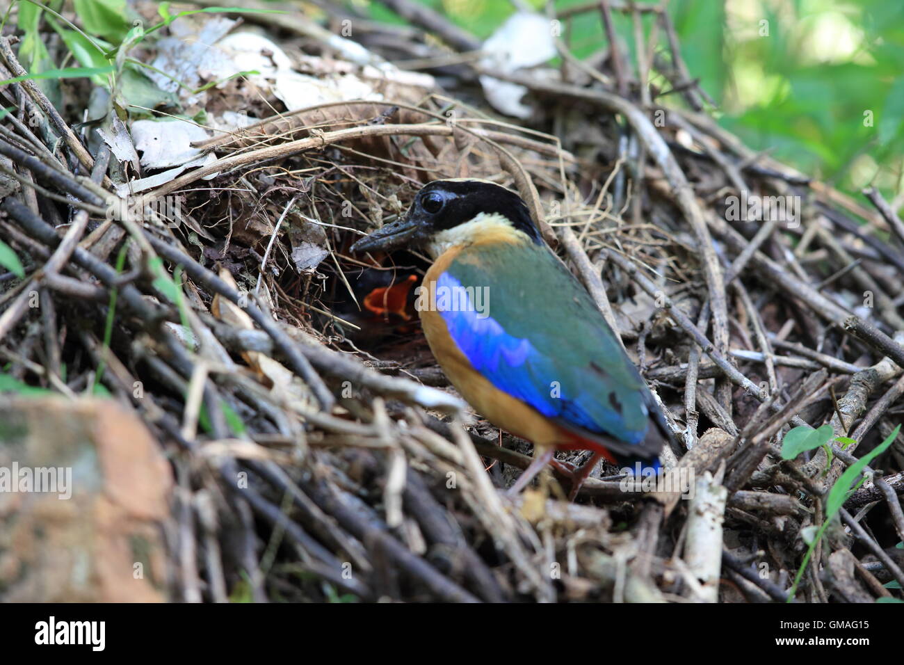 Blue-winged pitta (Pitta moluccensis) nesting in Kaengkrachan National ...