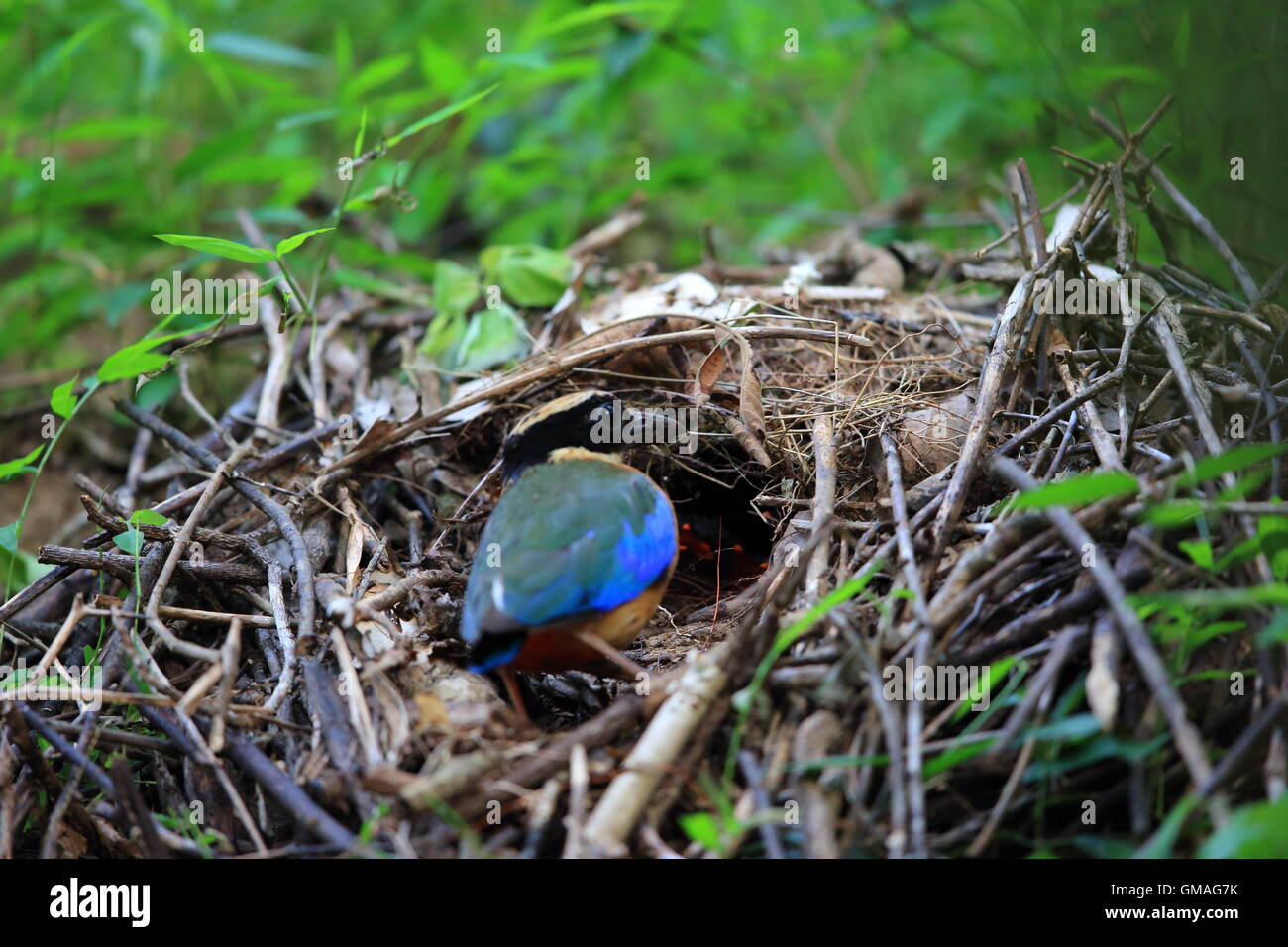 Blue-winged pitta (Pitta moluccensis) nesting in Kaengkrachan National ...