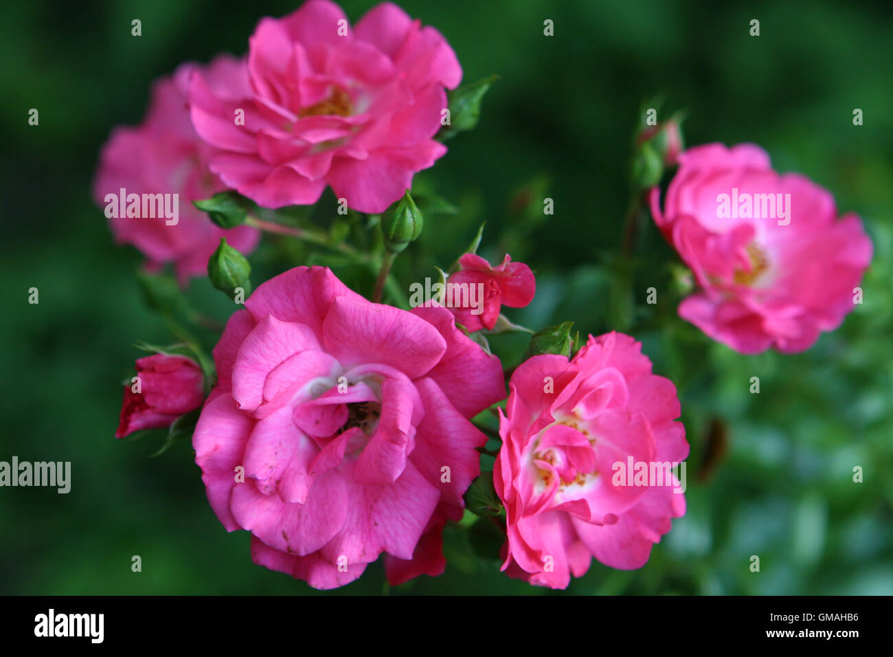 Pink Miniature Rose Flowers Close Up Stock Photo - Alamy
