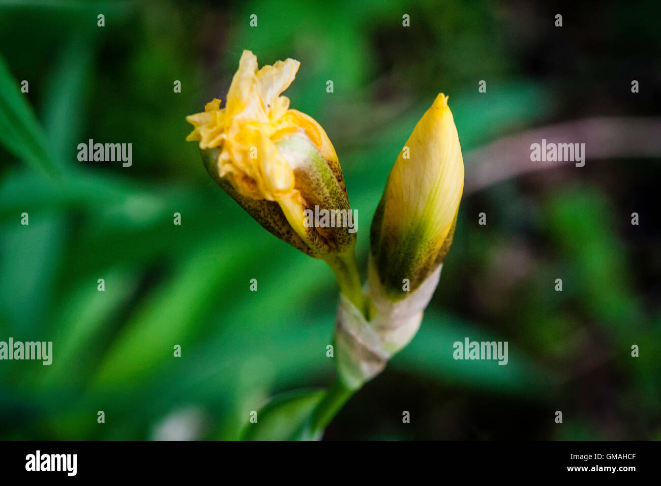 Yellow Iris Buds About To Bloom Stock Photo - Alamy