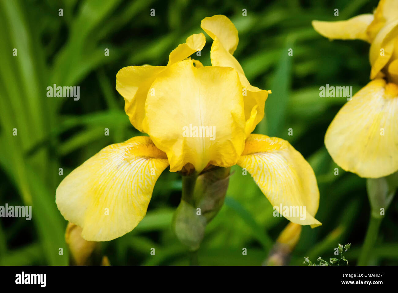 Yellow Iris Flower In Bloom Stock Photo - Alamy