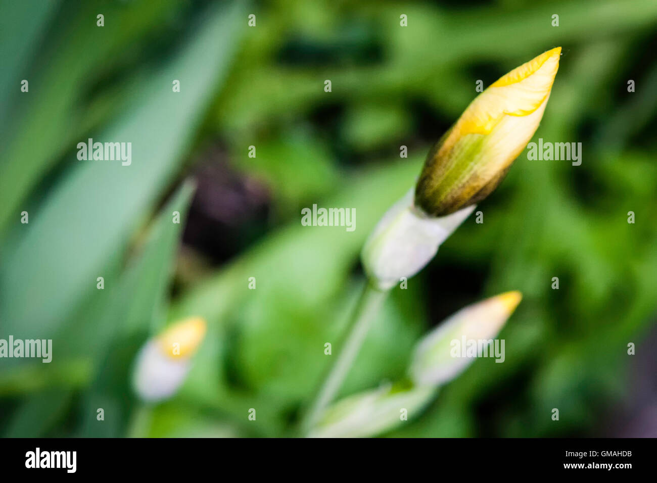 Iris flower bud hi-res stock photography and images - Alamy