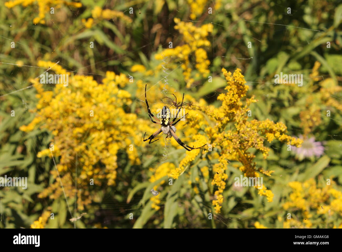 A yellow garden spider in a restored prairie on Chicago's lakefront ...