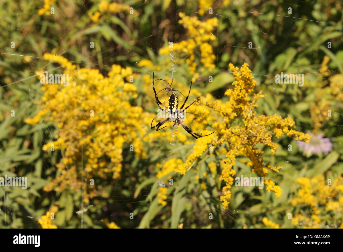 A yellow garden spider in a restored prairie on Chicago's lakefront ...