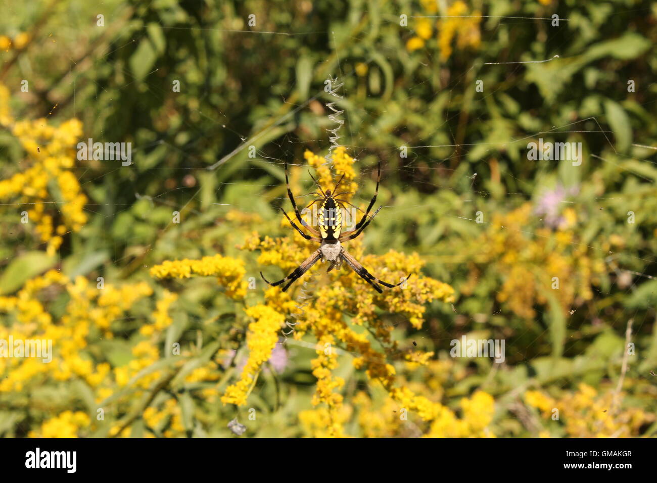 A yellow garden spider in a restored prairie on Chicago's lakefront ...