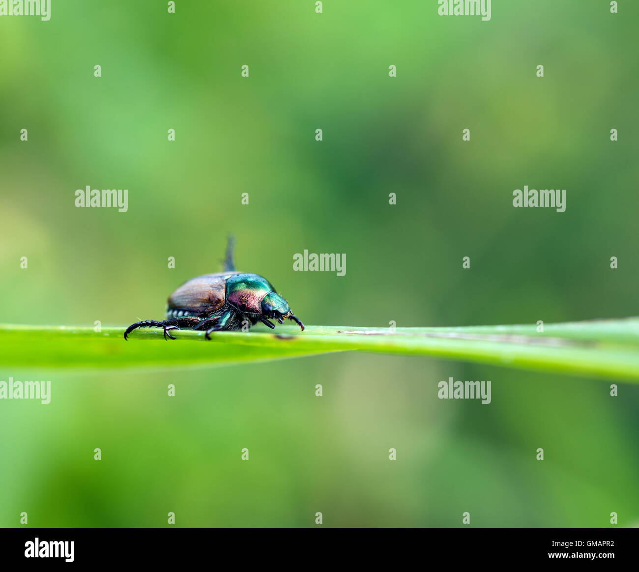 insect of nature Stock Photo - Alamy