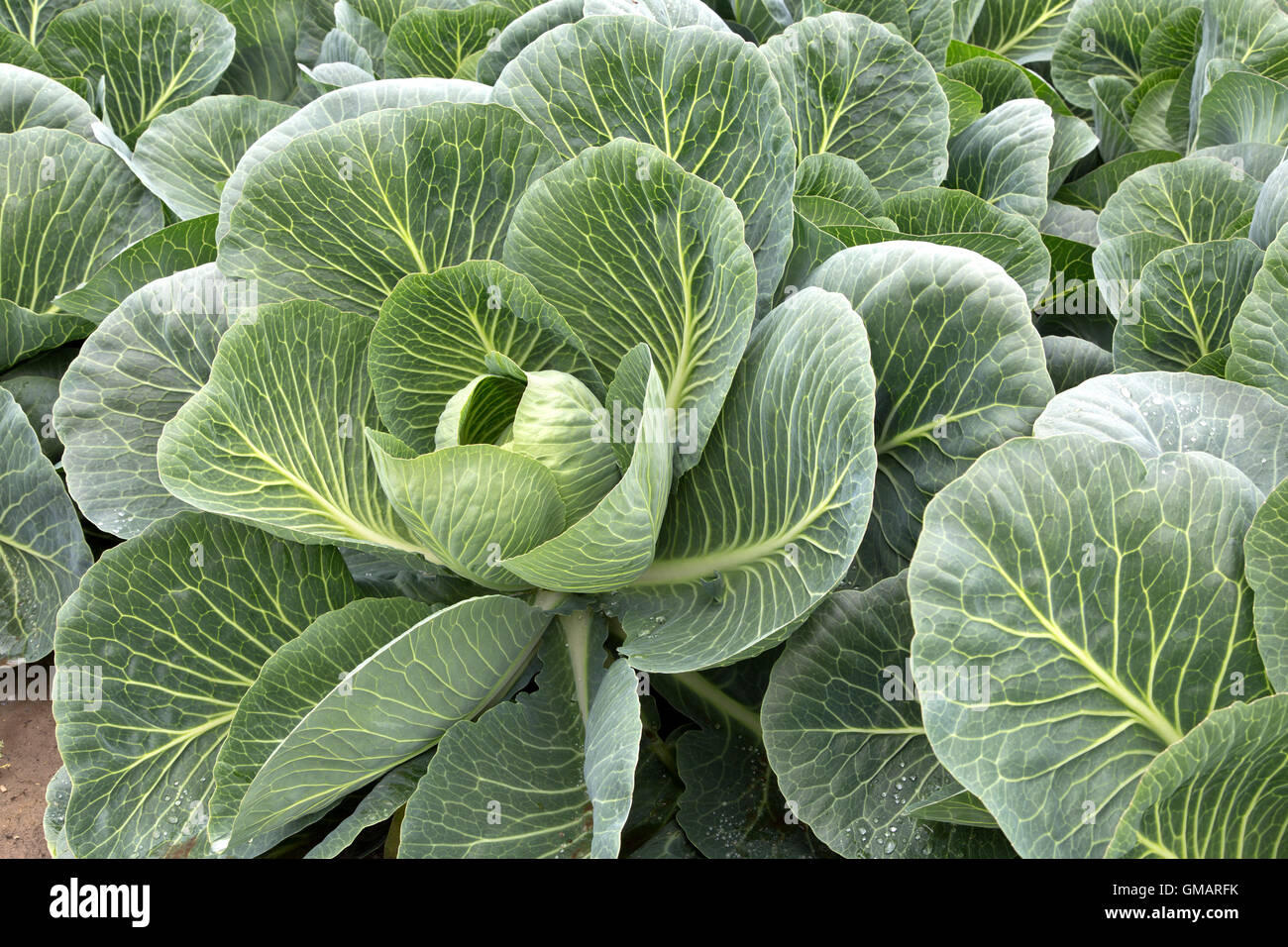 Brassica oleracea var capitat hi-res stock photography and images - Alamy