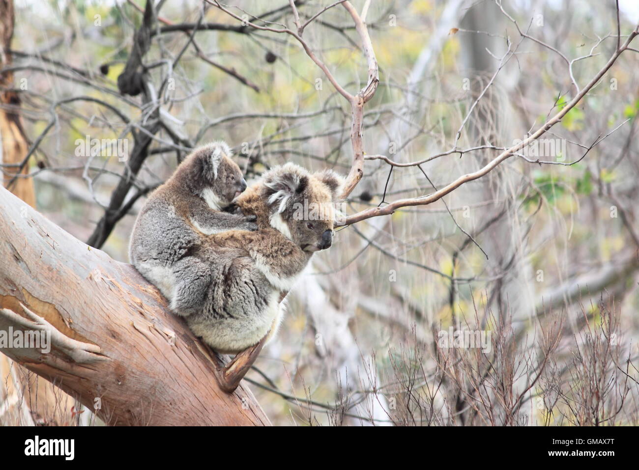 Koala wild australia hi-res stock photography and images - Alamy