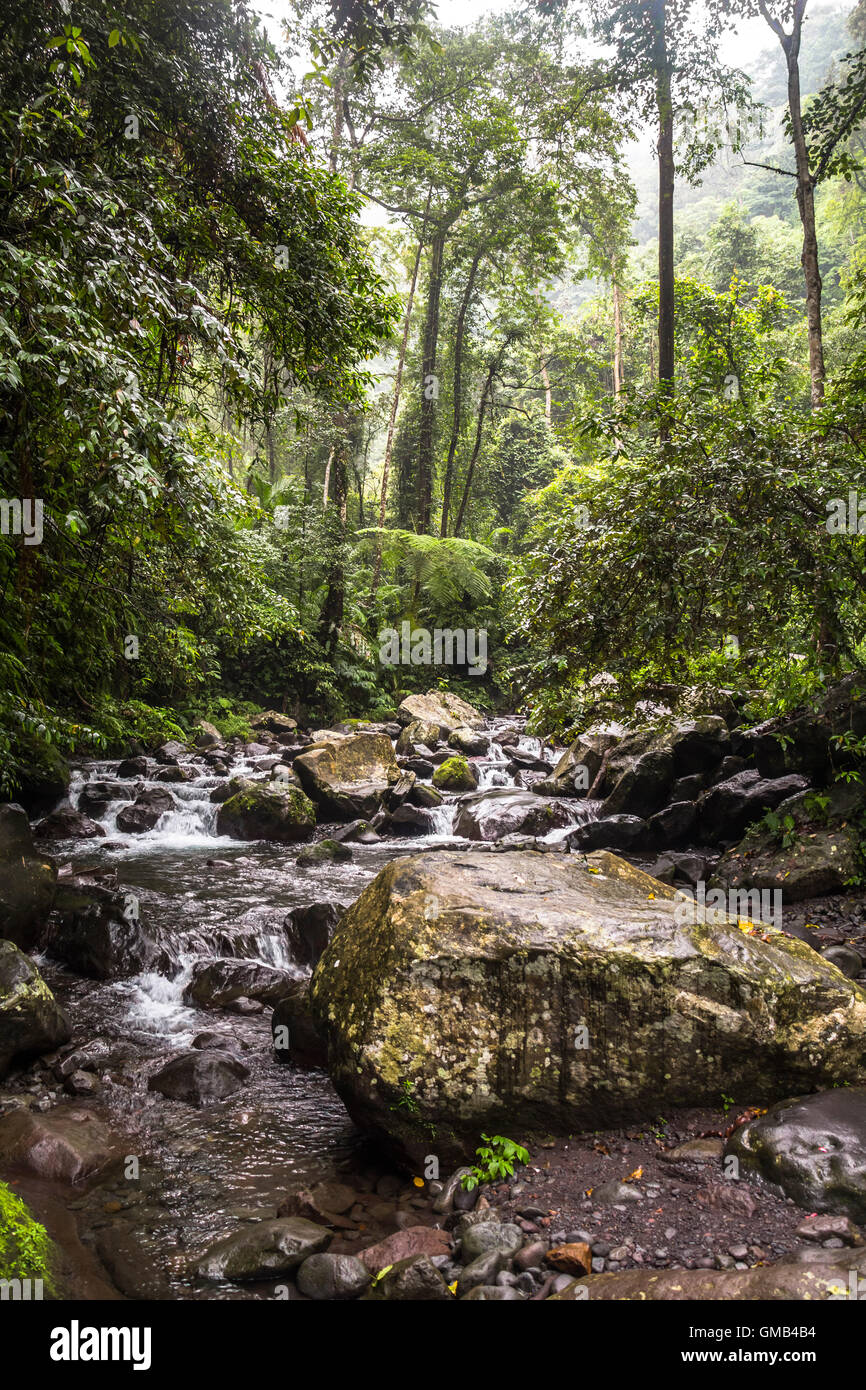 Hiker backpacking through jungle hi-res stock photography and images ...