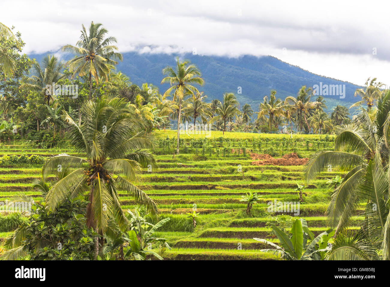 Lombok island paddy hi-res stock photography and images - Alamy