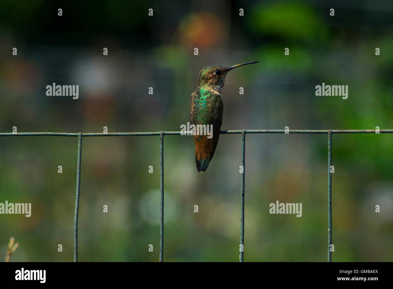 Hummingbird on fence Stock Photo - Alamy
