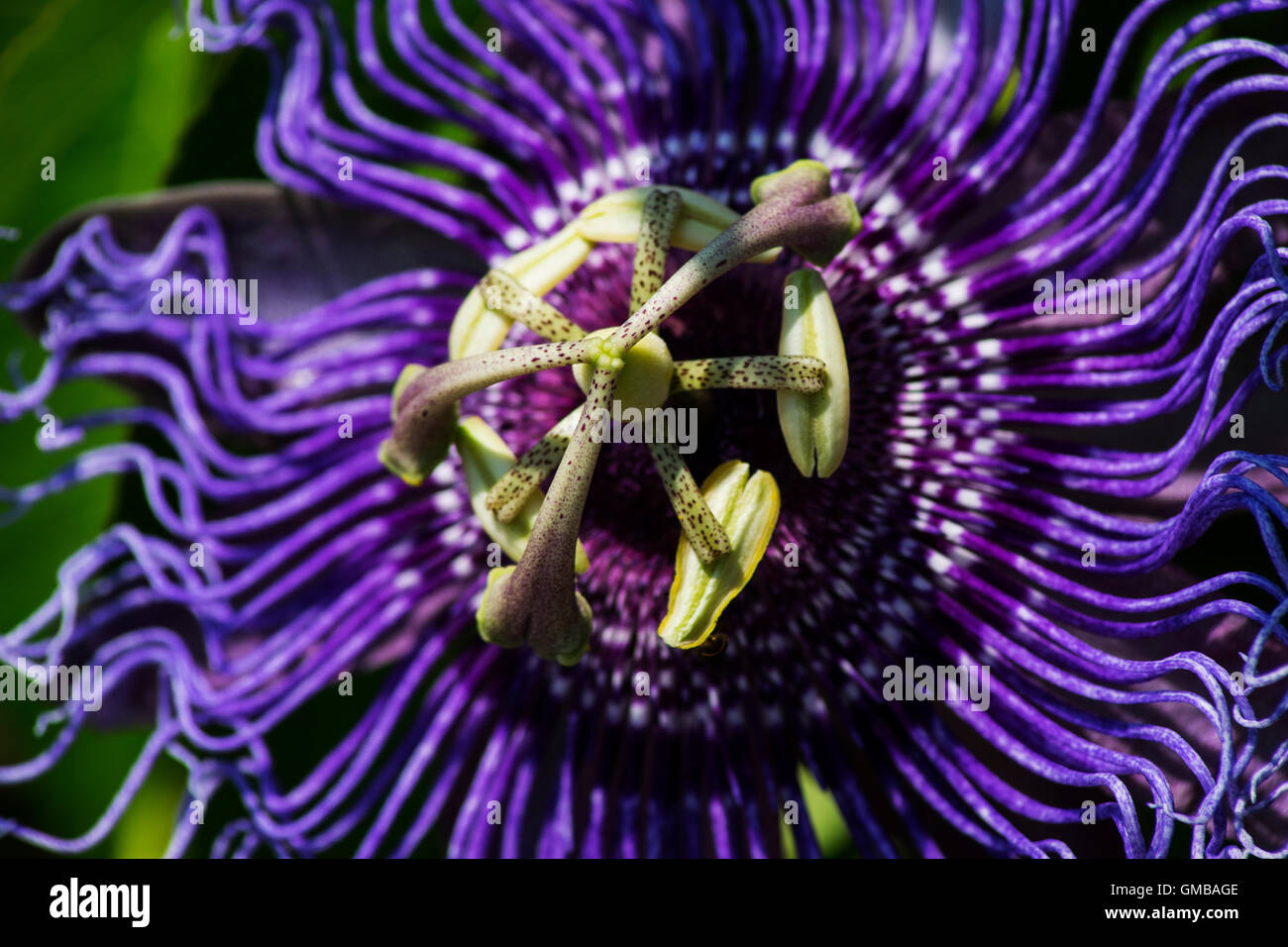 Flower with long petals Stock Photo - Alamy