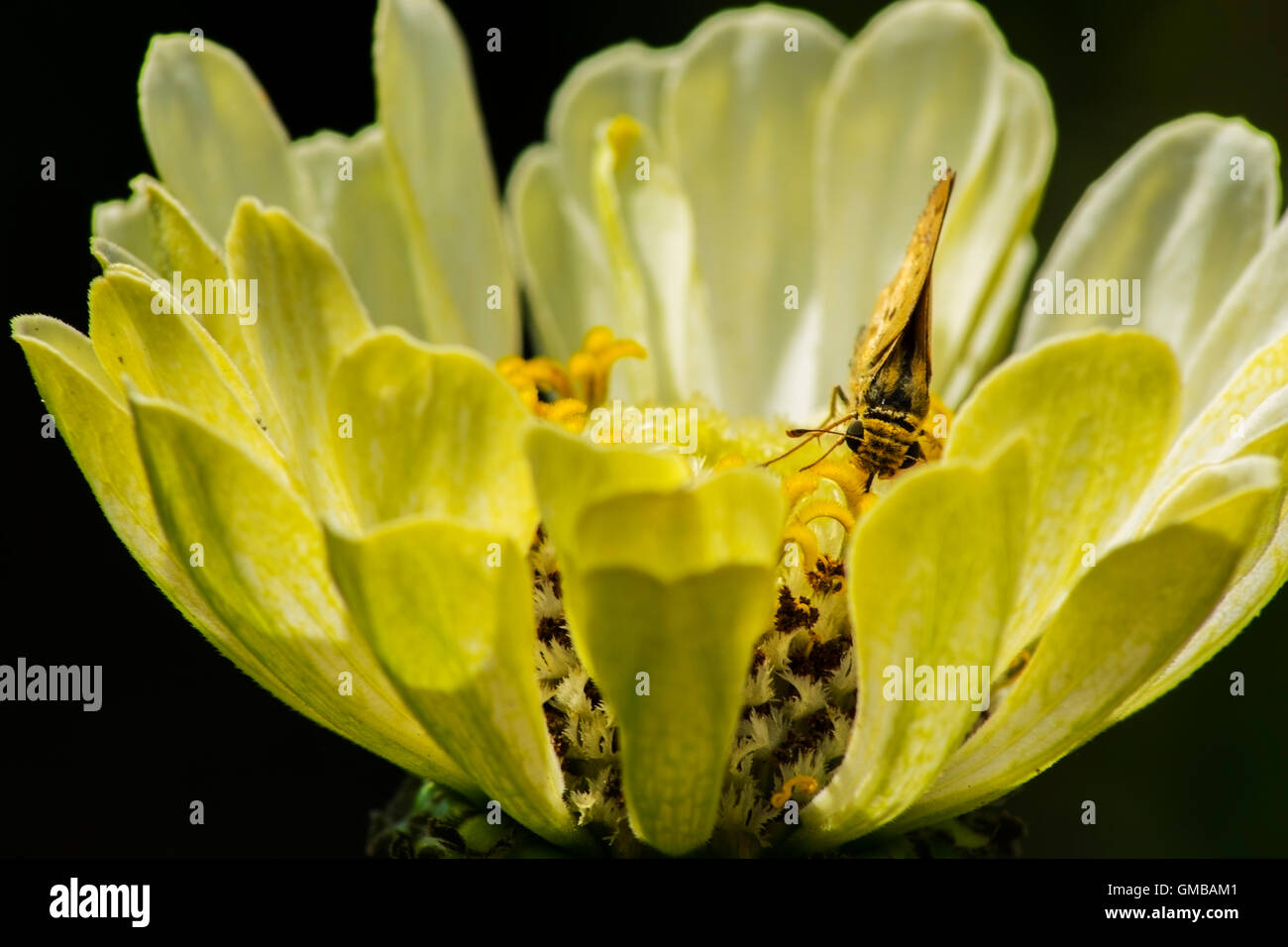 Moth in nature hi-res stock photography and images - Alamy