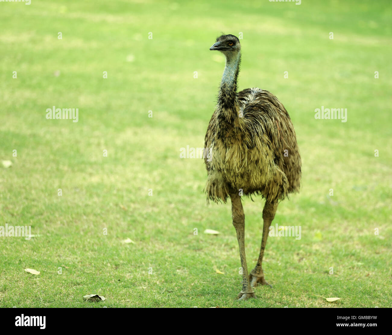 Portrait of an Emu with green background Stock Photo - Alamy