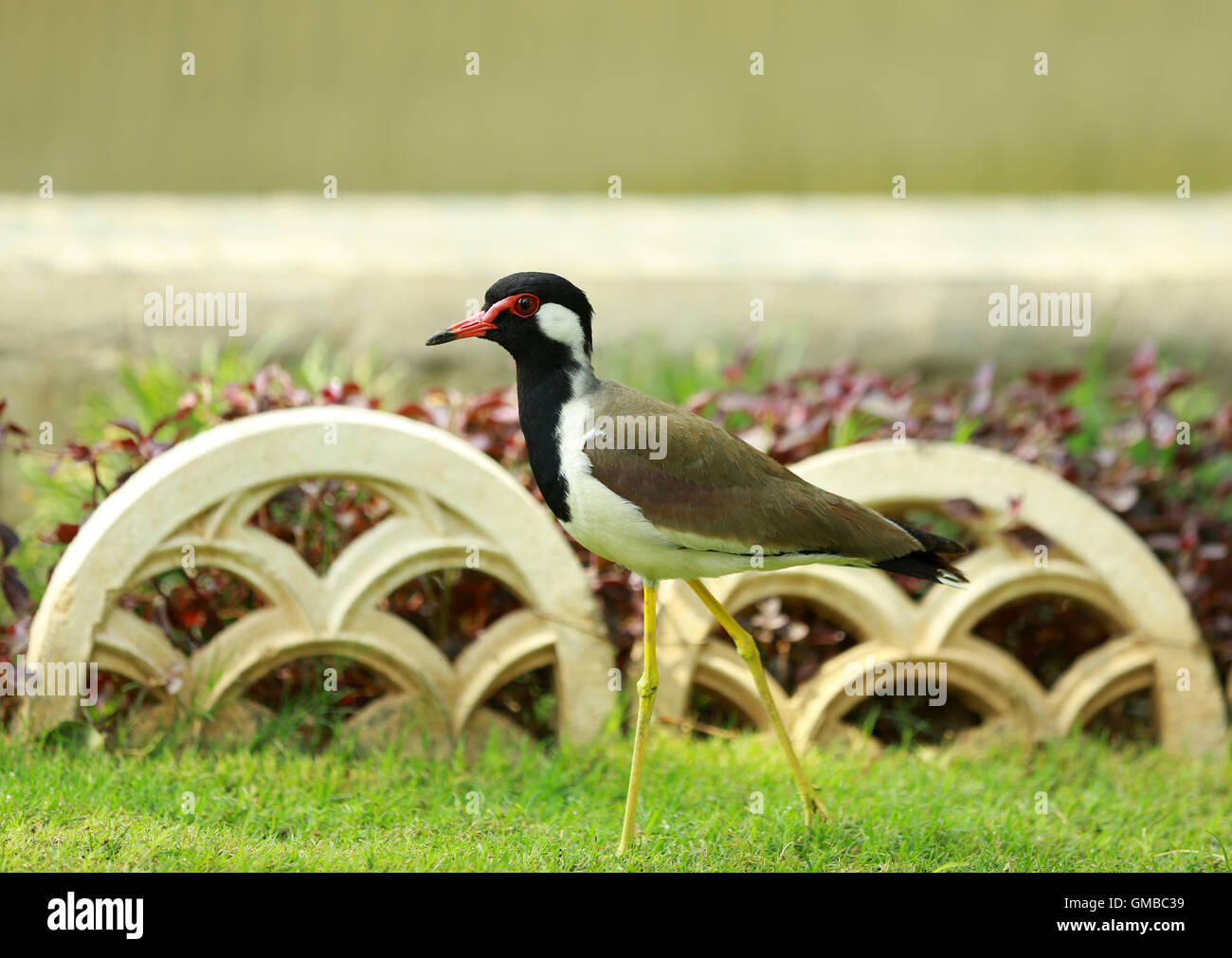 Red wattled lapwing bharatpur hi-res stock photography and images - Alamy