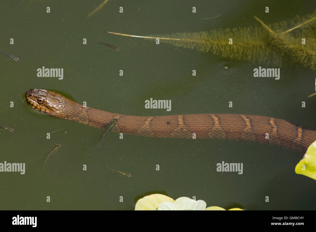 Northern water snake hi-res stock photography and images - Alamy