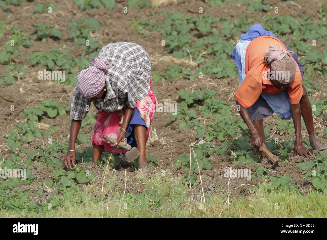 Indian Farm Workers Harvesting Rice High Resolution Stock Photography ...