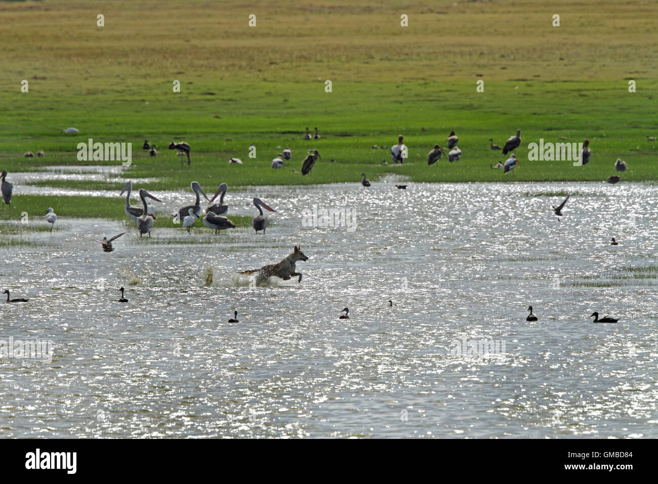 A dog running and chasing birds in water Stock Photo - Alamy