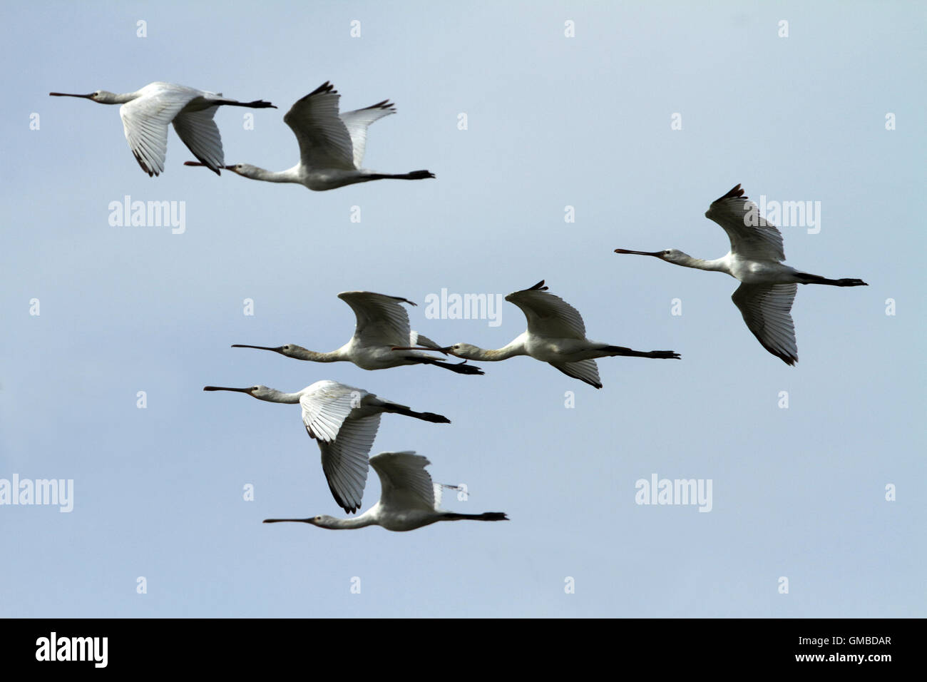 Eurasian spoonbill platalea leucorodia hungry hi-res stock photography ...