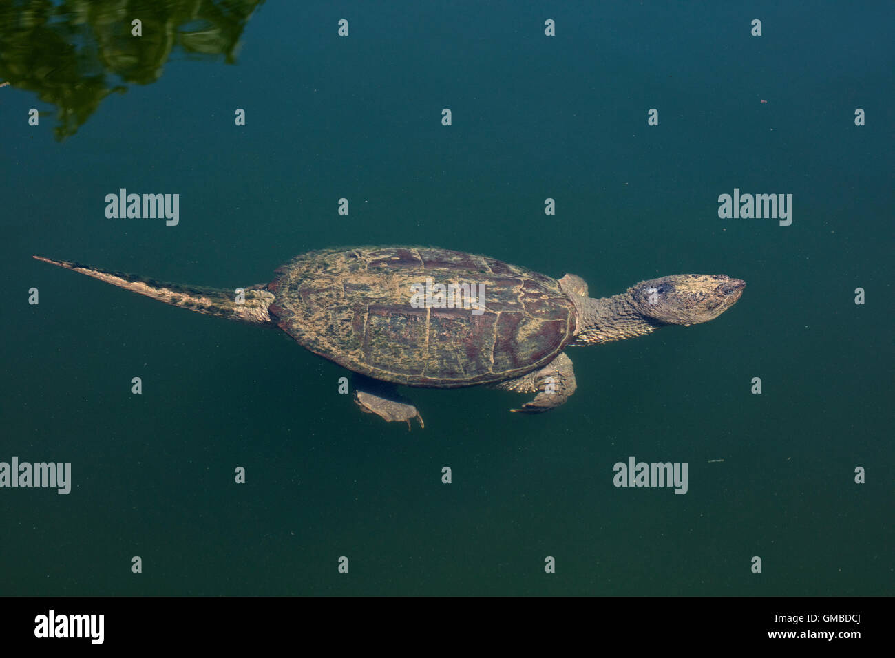 Snapping turtle eating fish hi-res stock photography and images - Alamy