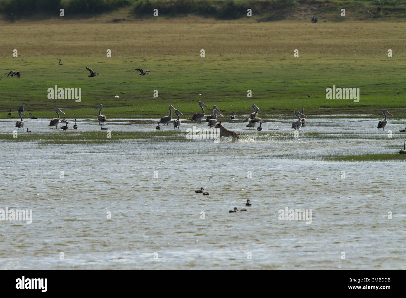 Tertial wing feathers hi-res stock photography and images - Alamy