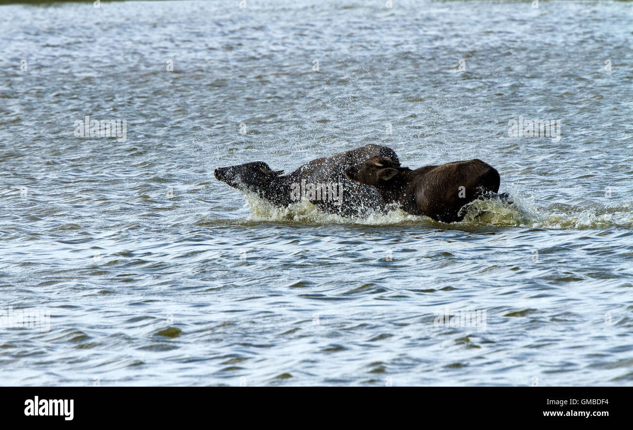 Buffalo's running in water Stock Photo - Alamy
