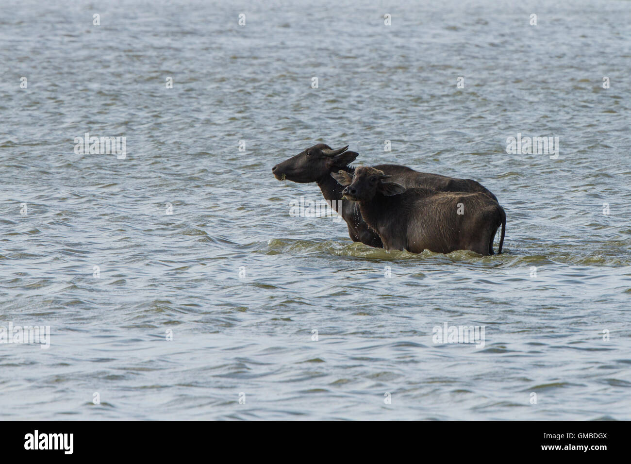 Buffalo's running in water Stock Photo - Alamy