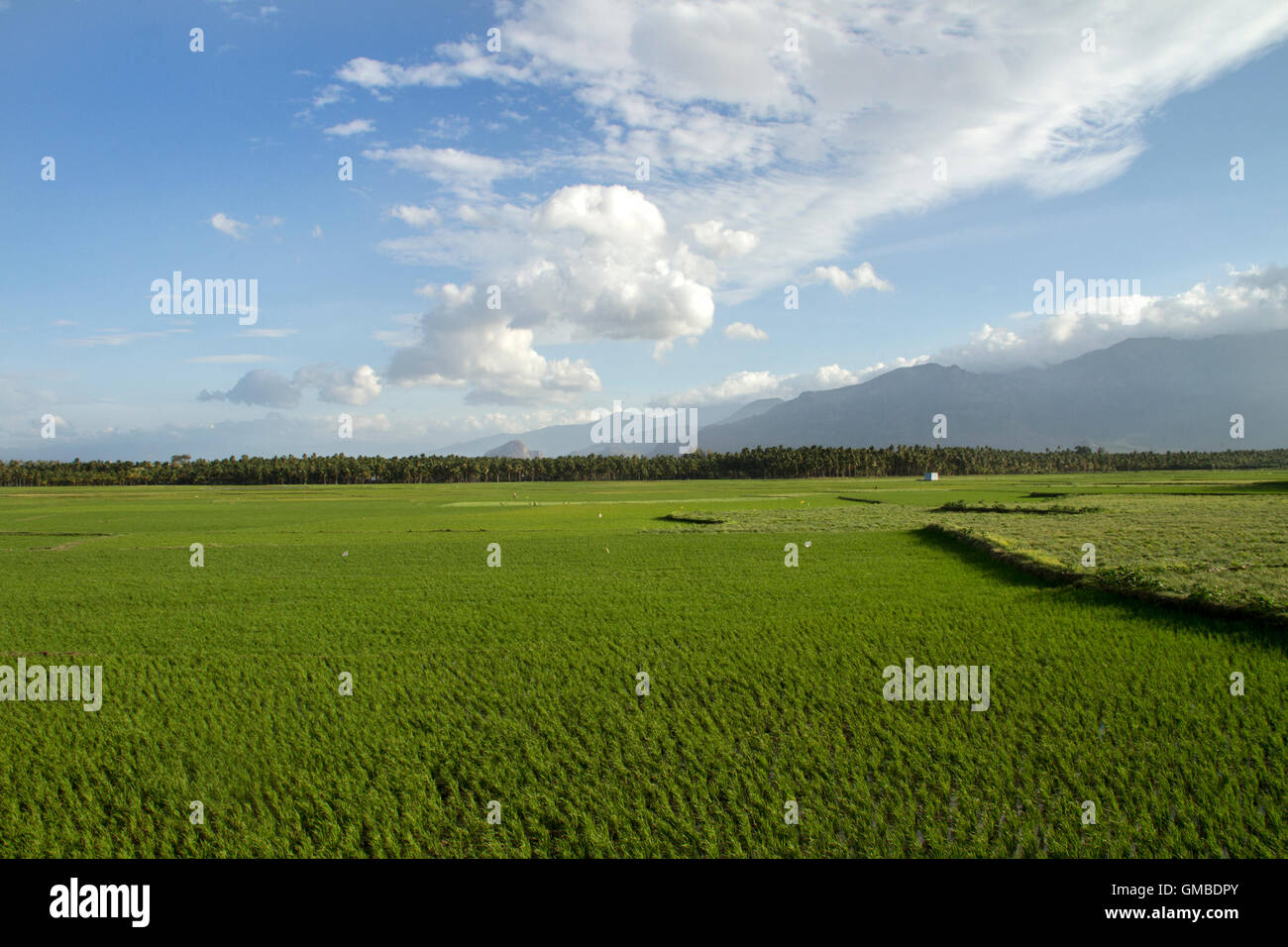 South indian green paddy field Stock Photo - Alamy