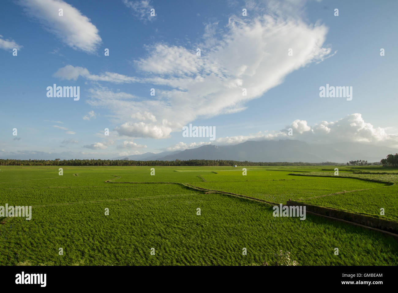 South indian green paddy field Stock Photo - Alamy