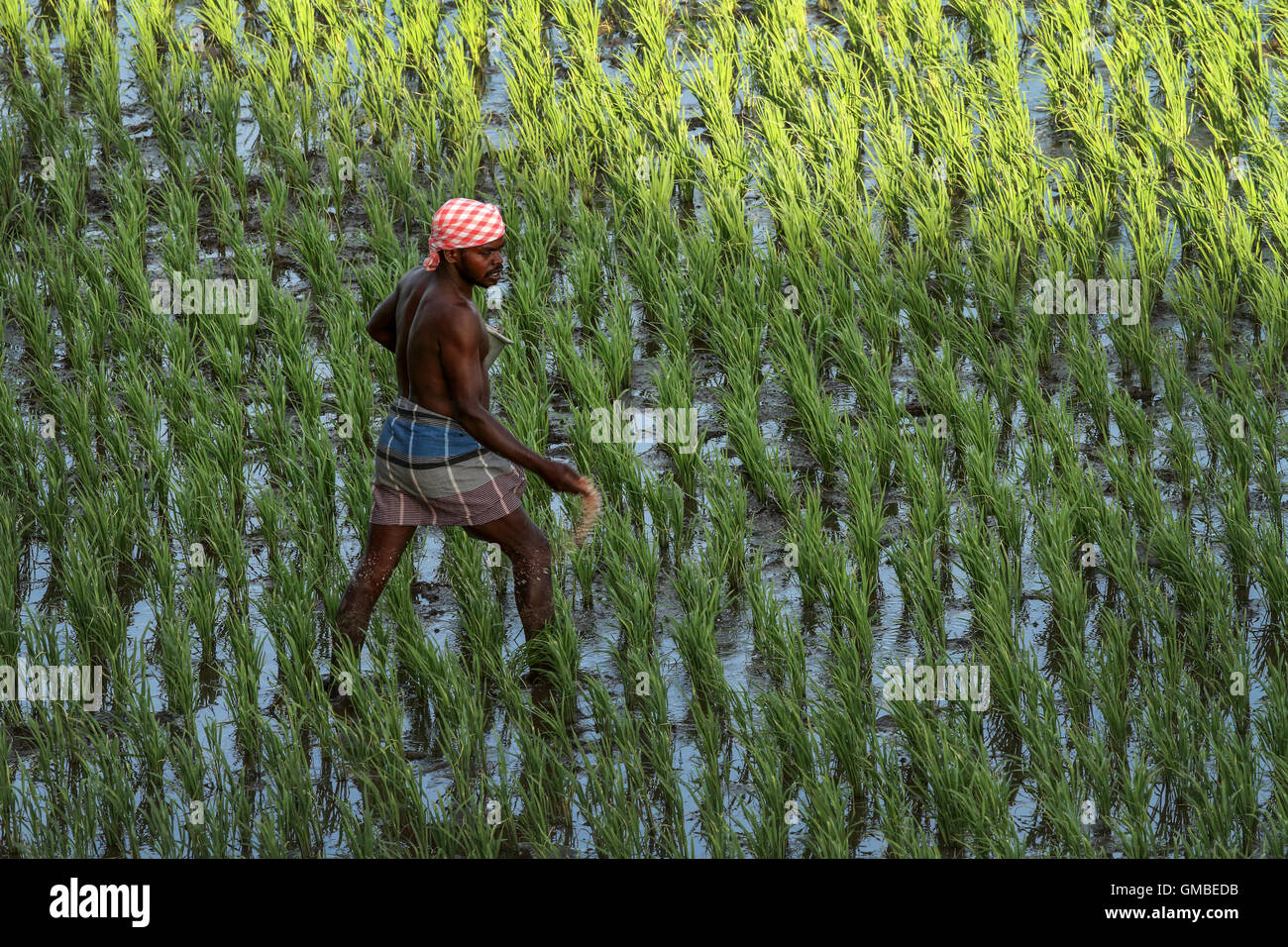 South indian farm workers walking and fertilizing through the green ...