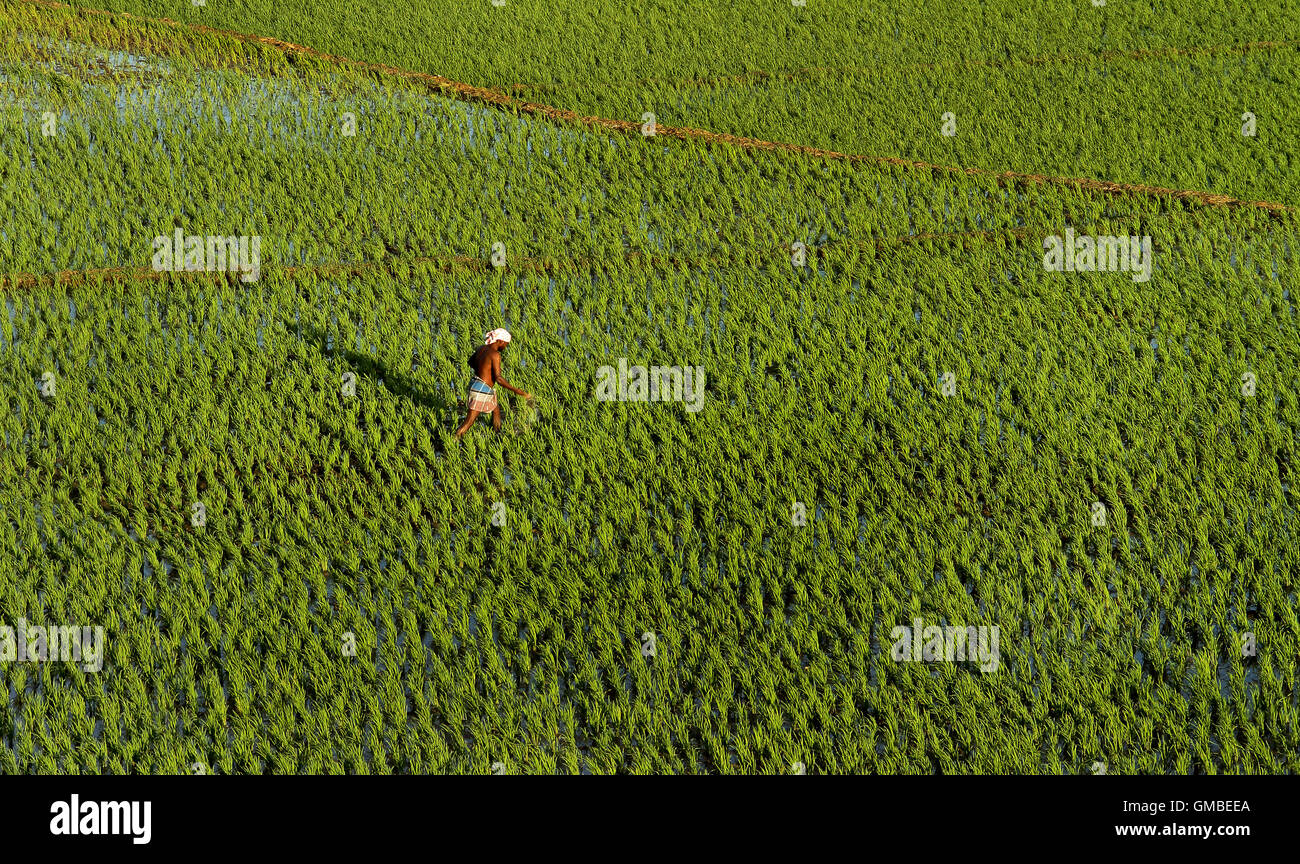 South indian farm workers walking and fertilizing through the green ...
