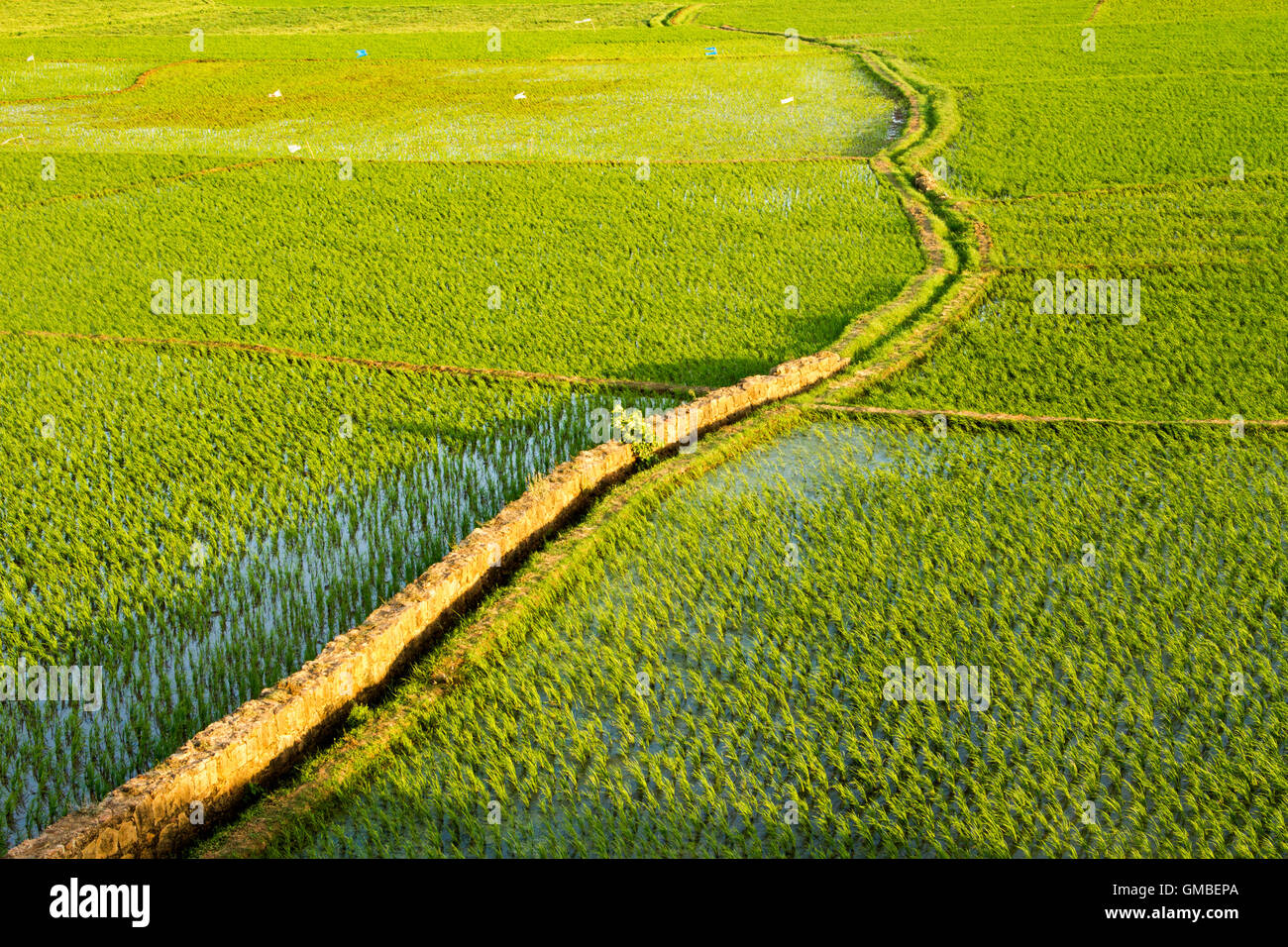 South indian green paddy field Stock Photo - Alamy