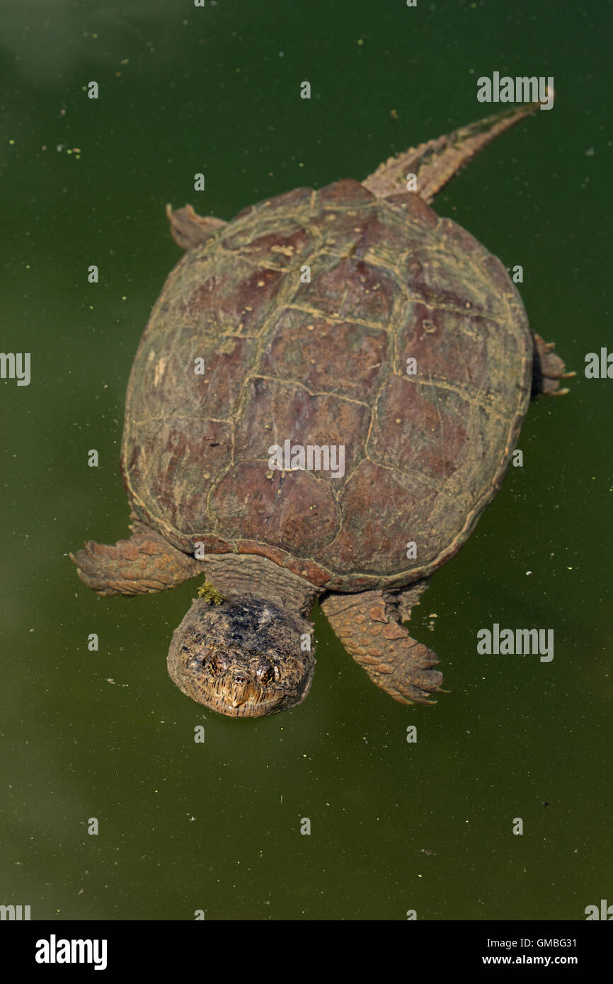 Snapping turtle, Chelydra serpentina, eating white crappie Stock Photo ...