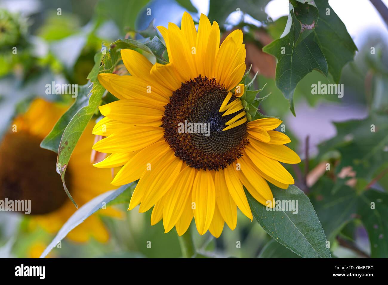 sunflower almost fully open Stock Photo - Alamy