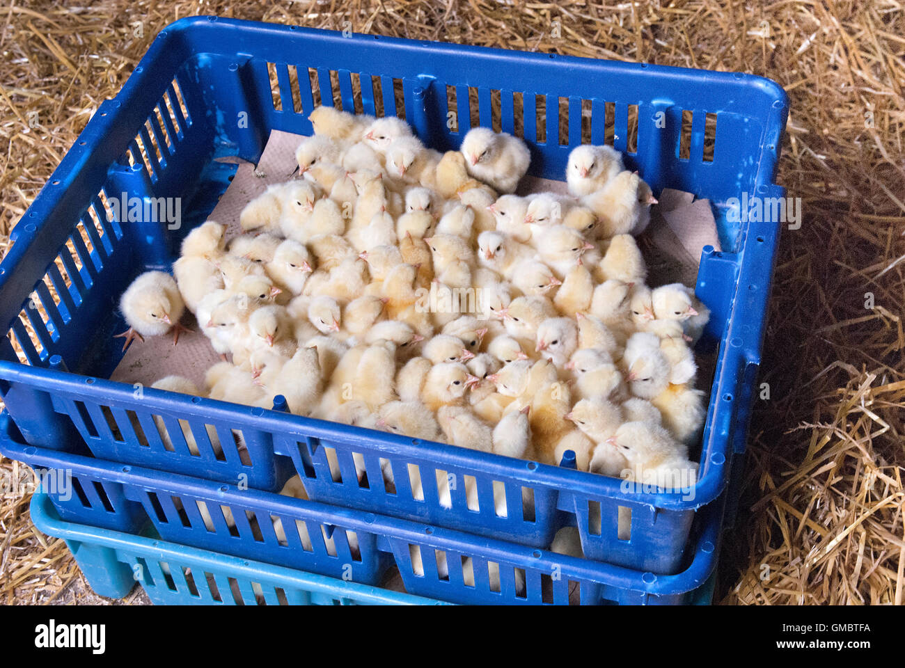 Baby Chickens Stock Photos & Baby Chickens Stock Images - Alamy