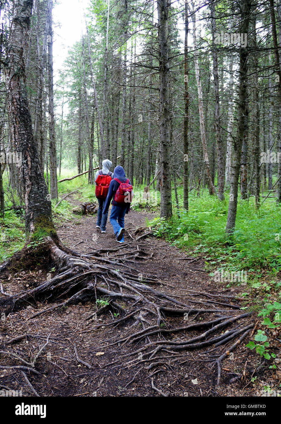 Kids hiking the Albert Loop Trail at the Eagle River Nature Center, Alaska Stock Photo - Alamy