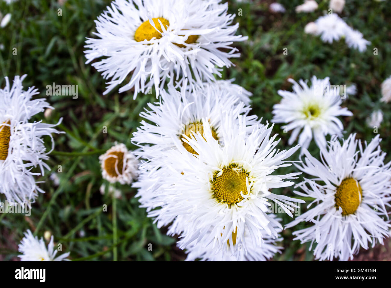 Close up of a beautiful garden with blooming flowers using a super wide ...