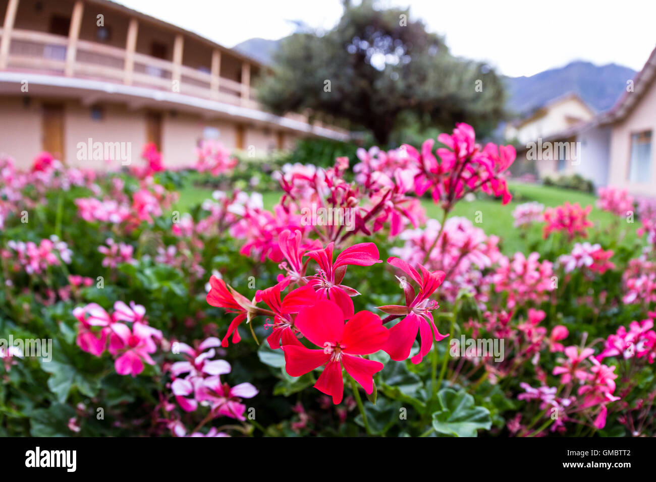 beautiful relaxing outdoors morning scene in a Peruvian hotel with ...