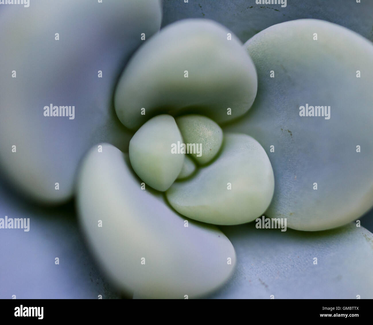 close up of a small succulent plant with a round shape and soft smooth ...