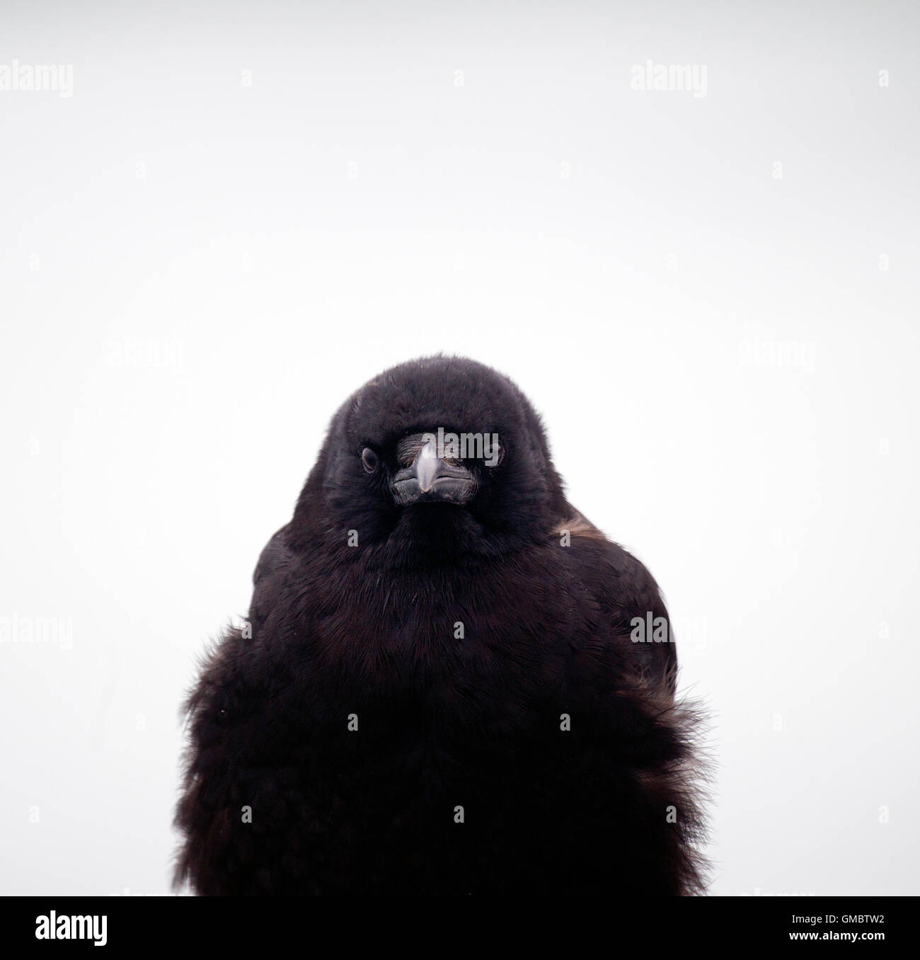 American crow corvus brachyrhynchos portrait hi-res stock photography ...