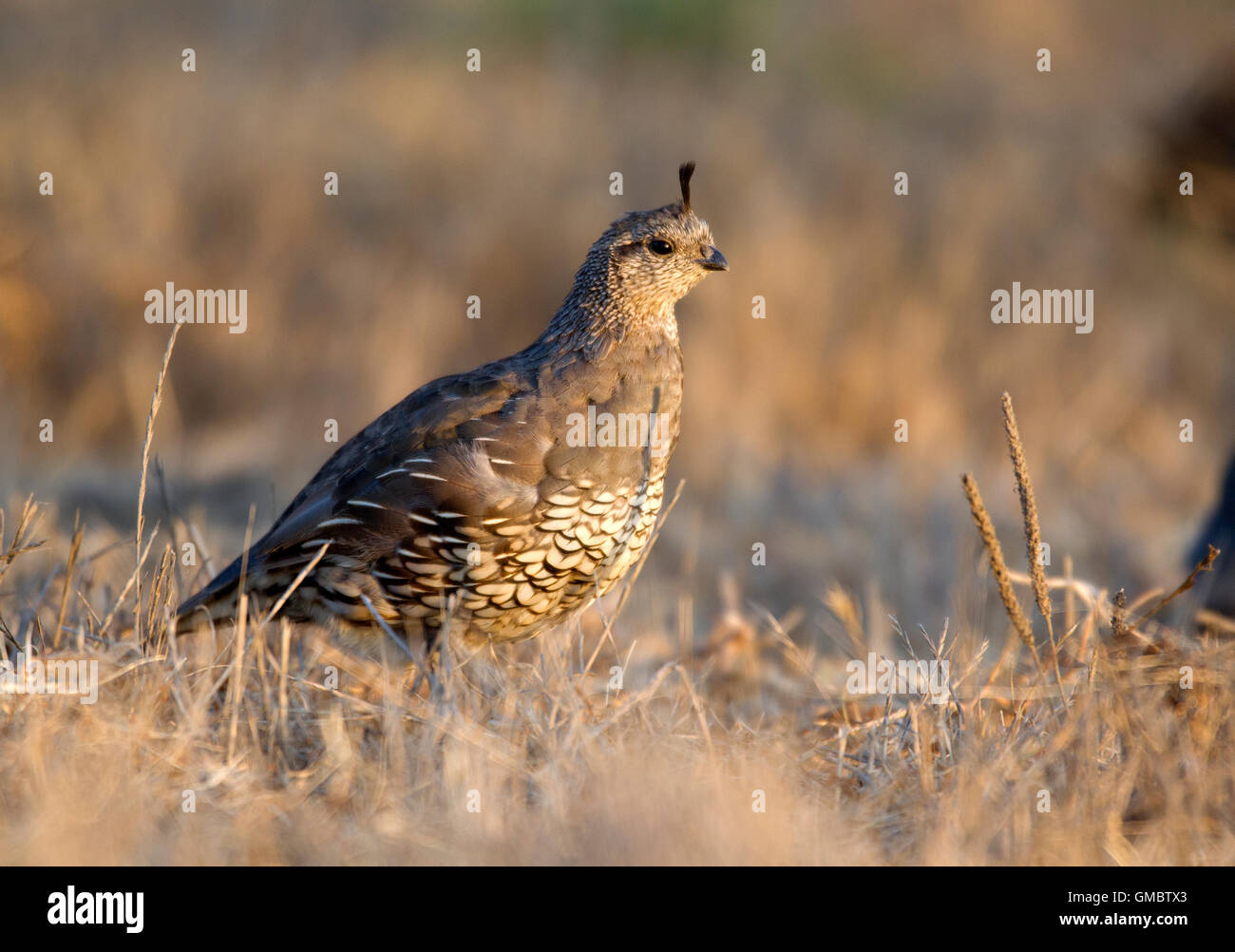 California Quail Female Stock Photo - Alamy
