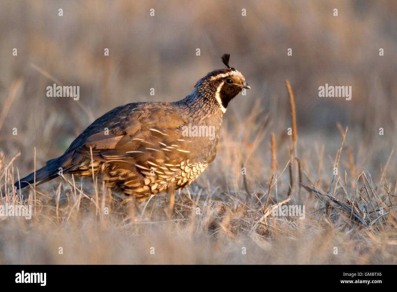 California Quail Male Stock Photo - Alamy
