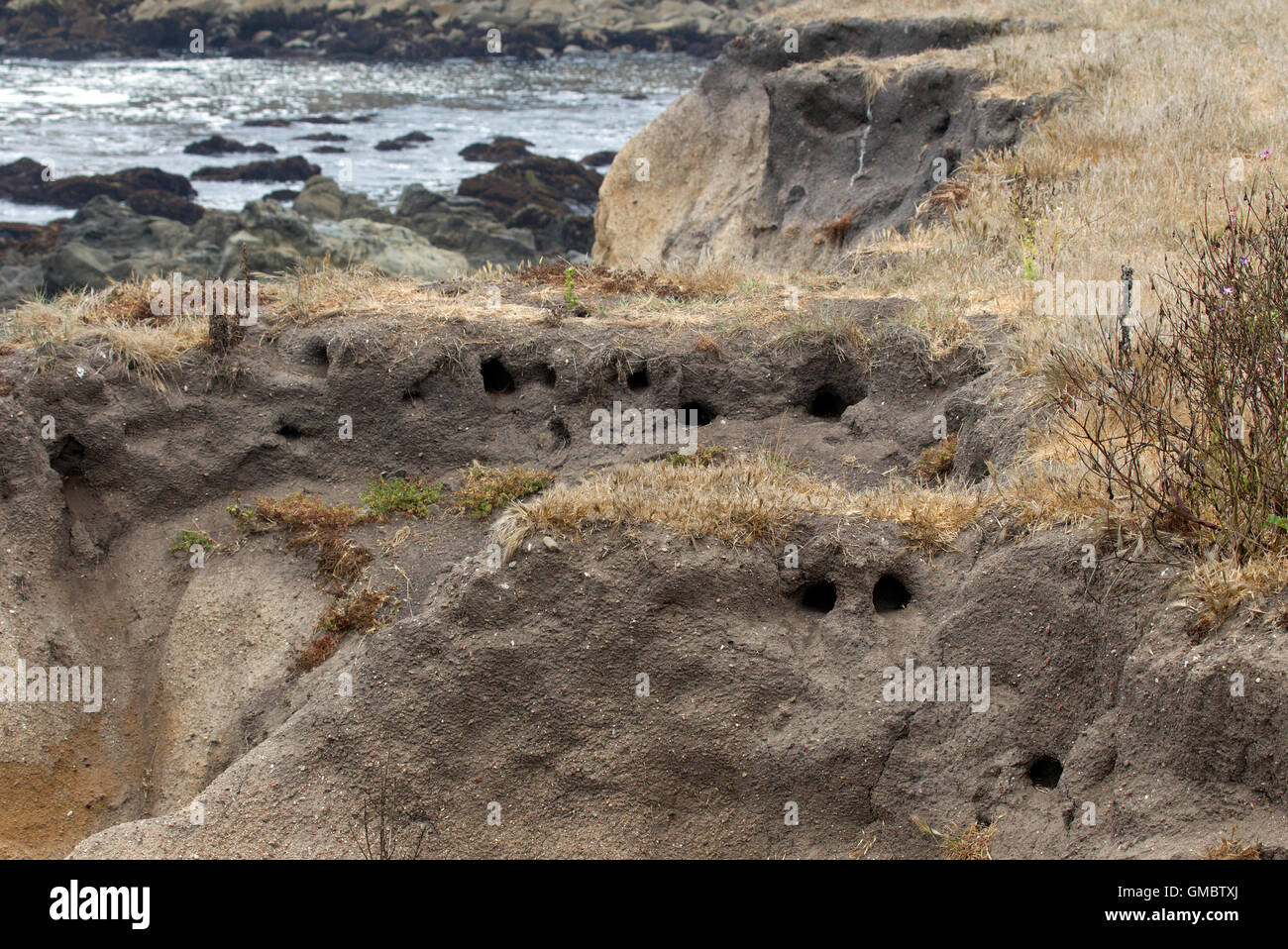 Ground Squirrel Burrows Stock Photo - Alamy