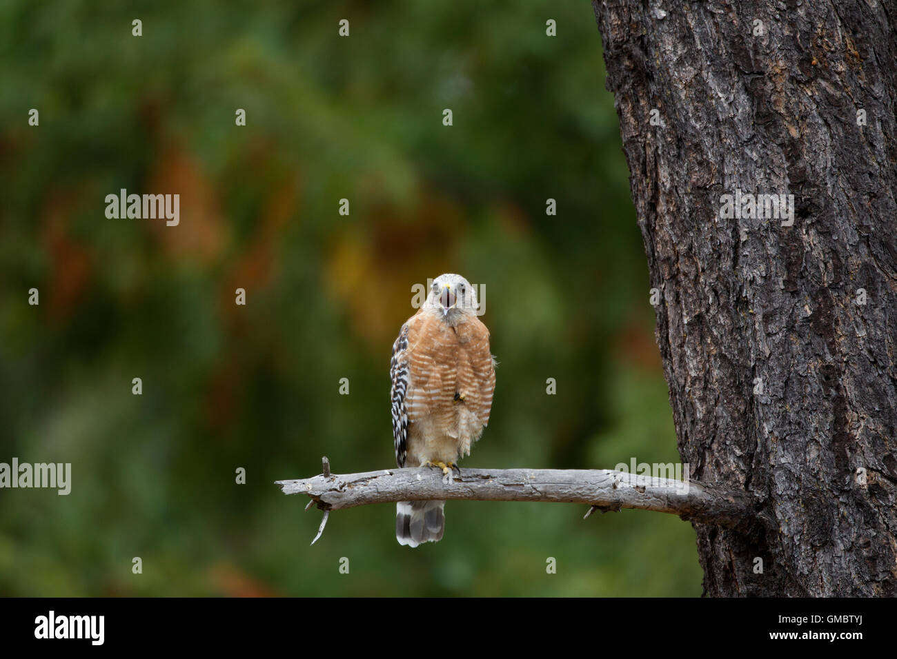 Red shouldered hawk limb hi-res stock photography and images - Alamy