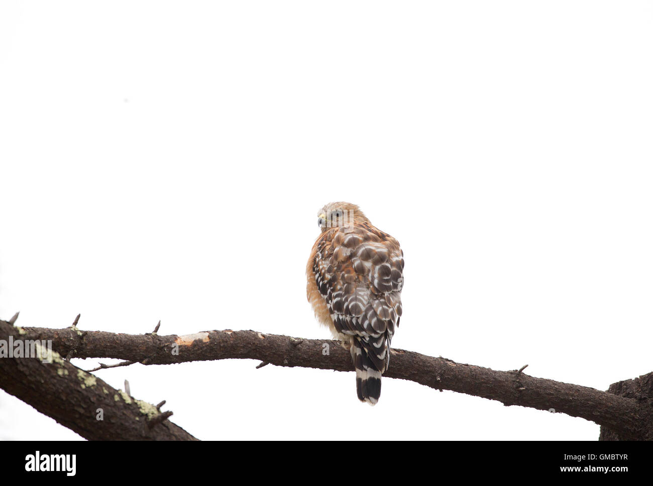 Red shouldered Hawk Stock Photo - Alamy