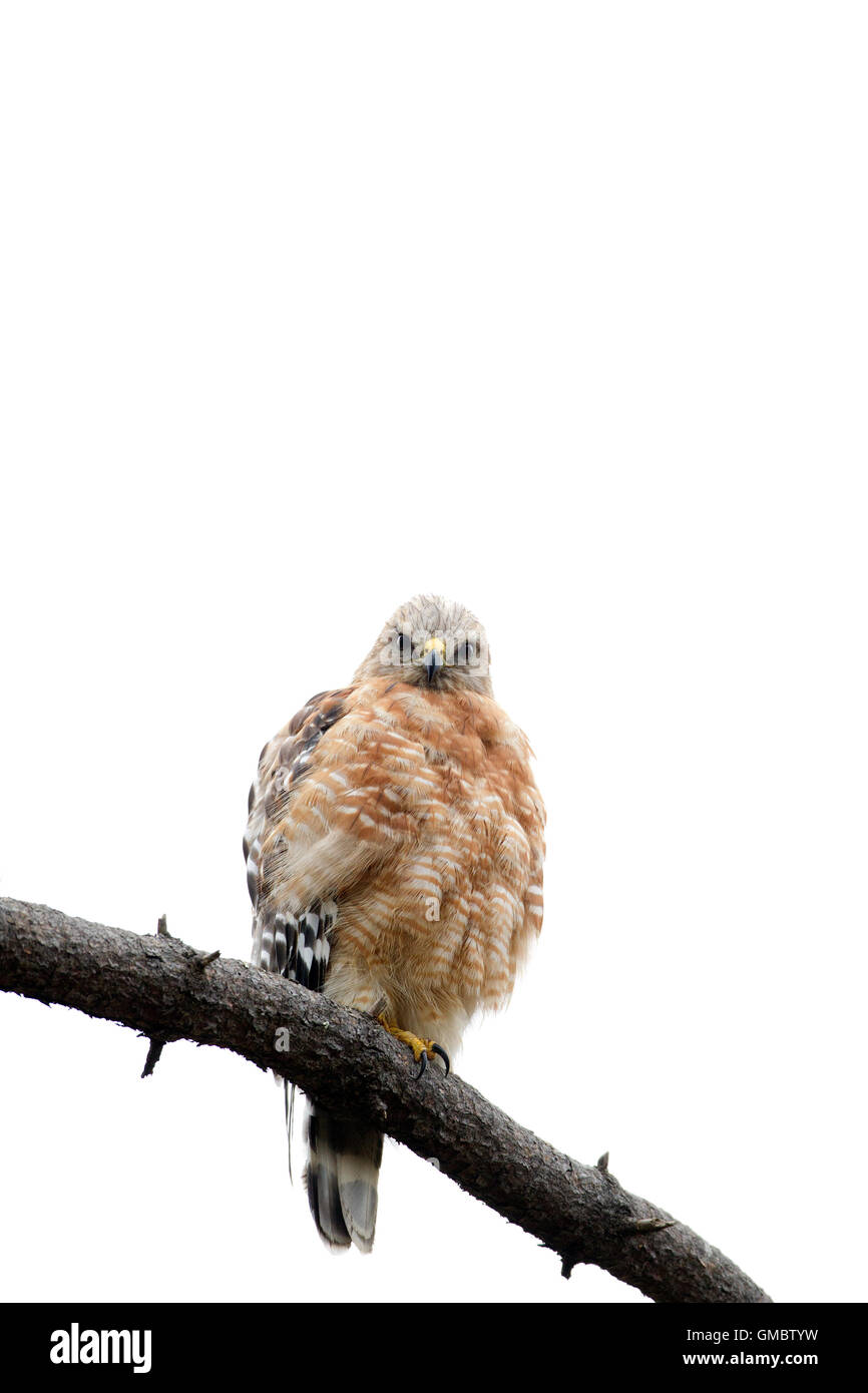 Hawk Cut Out Stock Images & Pictures - Alamy