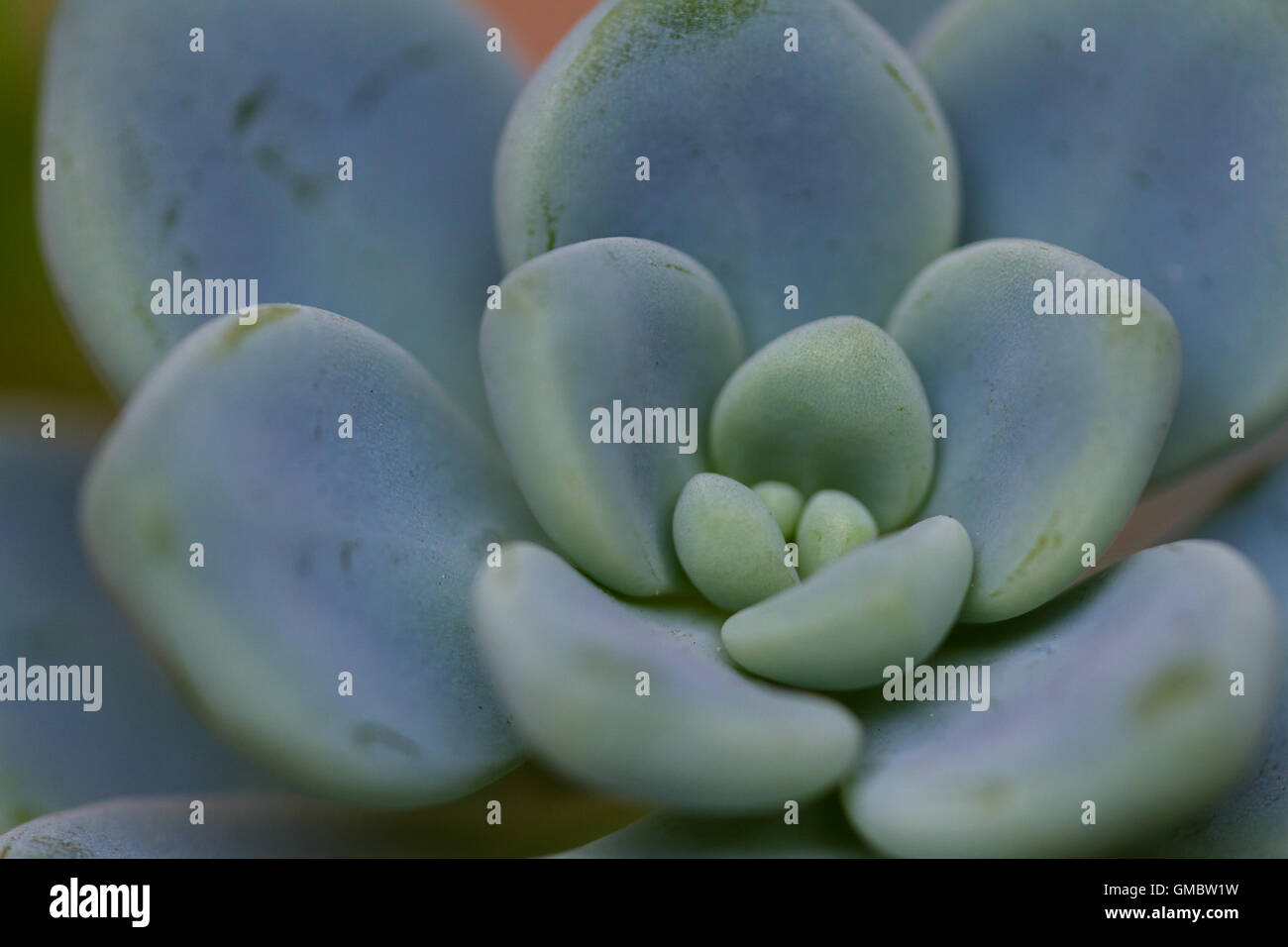 close up of a small succulent plant with a round shape and soft smooth ...
