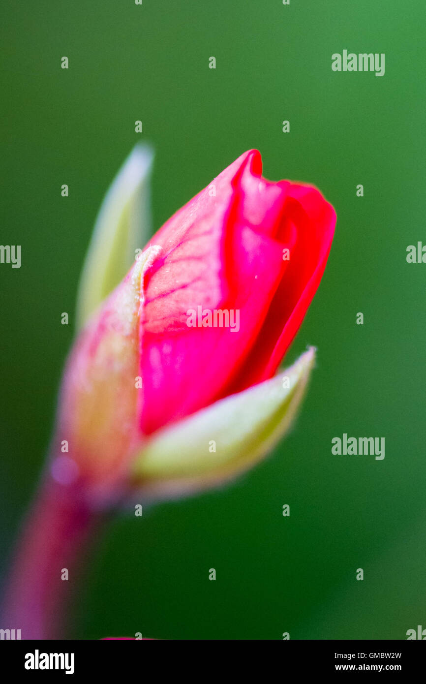 close up of a small rose bud over agreed background using a shallow ...