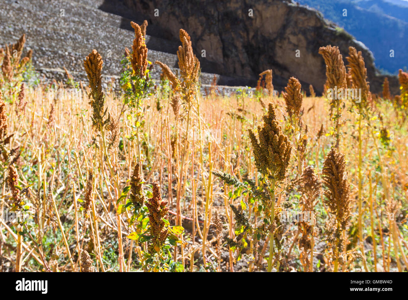close up of a small farm of Quinoa in the archeological site of ...